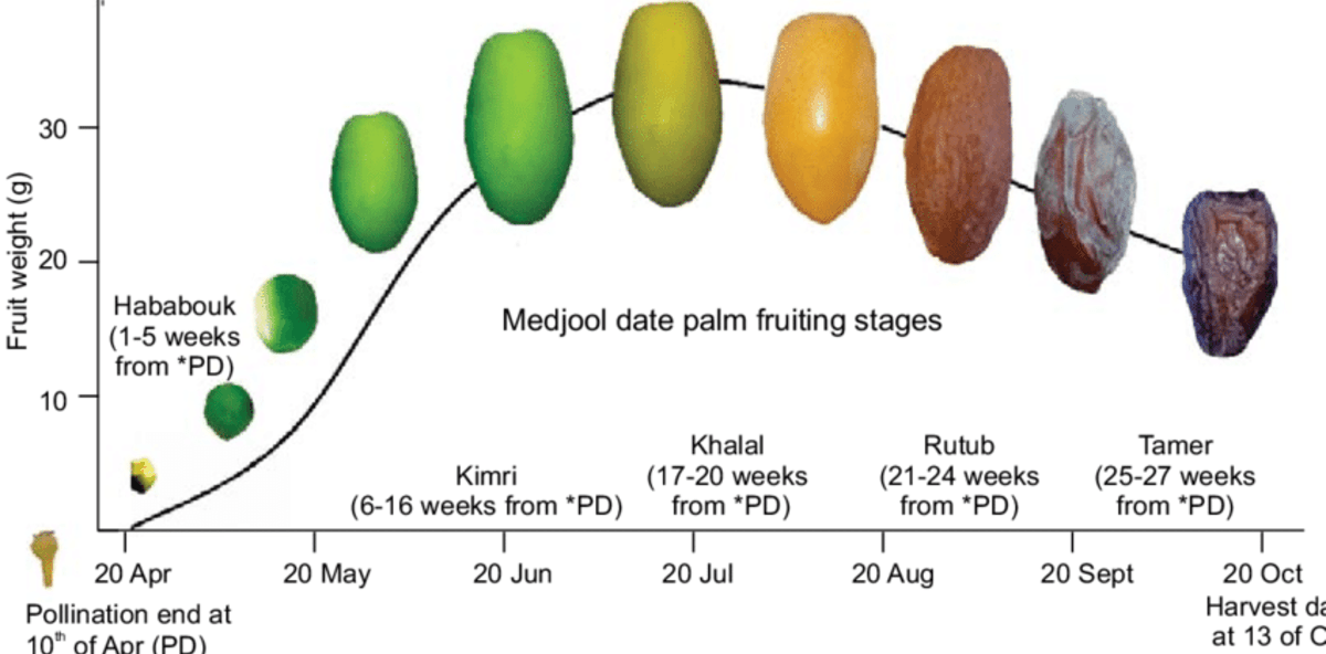 Different Medjool date palm fruiting stages – Long Way Education