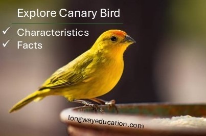 Explore 10 Types of Canary Bird: Characteristics, and Facts