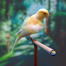 Explore 10 Types of Canary Bird: Characteristics, and Facts